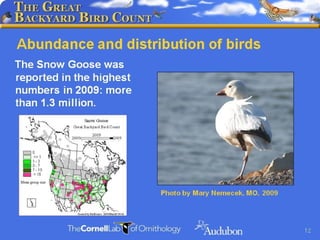 Great Backyard Bird Count | PPT