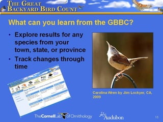 Great Backyard Bird Count | PPT