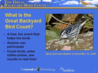 Great Backyard Bird Count | PPT