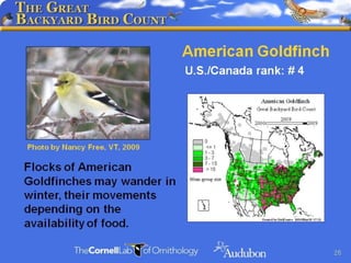 Great Backyard Bird Count | PPT