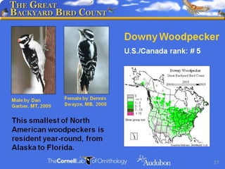 Great Backyard Bird Count | PPT