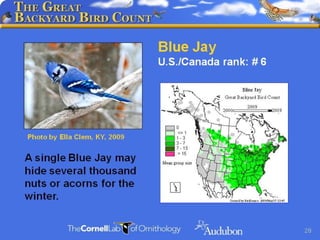 Great Backyard Bird Count | PPT