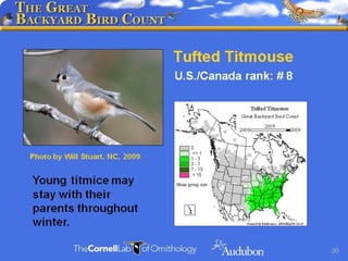Great Backyard Bird Count | PPT