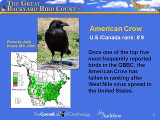 Great Backyard Bird Count | PPT