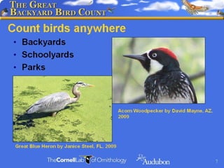Great Backyard Bird Count | PPT