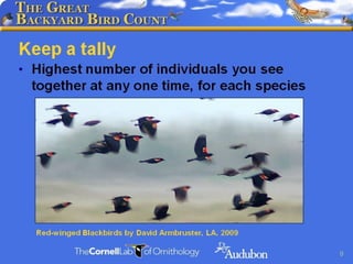 Great Backyard Bird Count | PPT