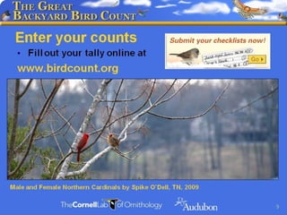 Great Backyard Bird Count | PPT