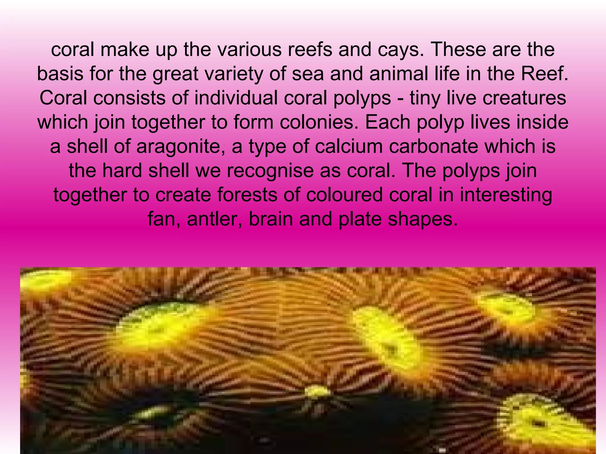 Great Barria Reef | PPT
