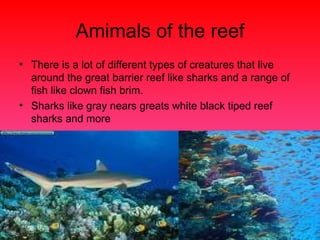 Great Barria Reef | PPT