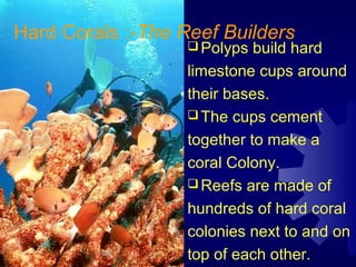 Great barrier reef | PPT