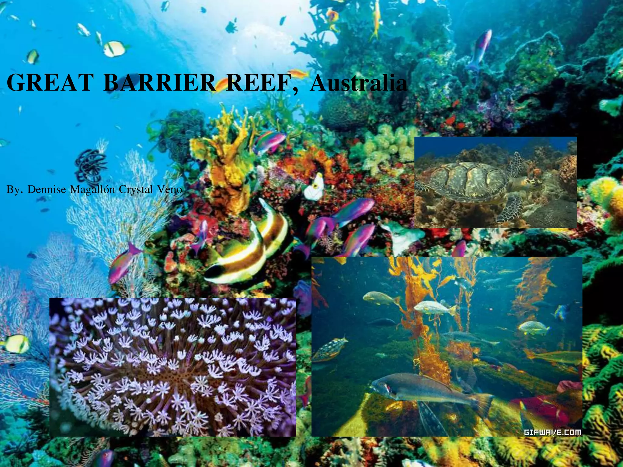 Great barrier reef | PPTX
