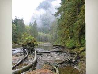 Great Bear Rainforest | PPT