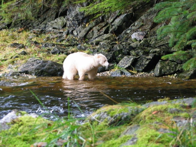 Great Bear Rainforest | PPT