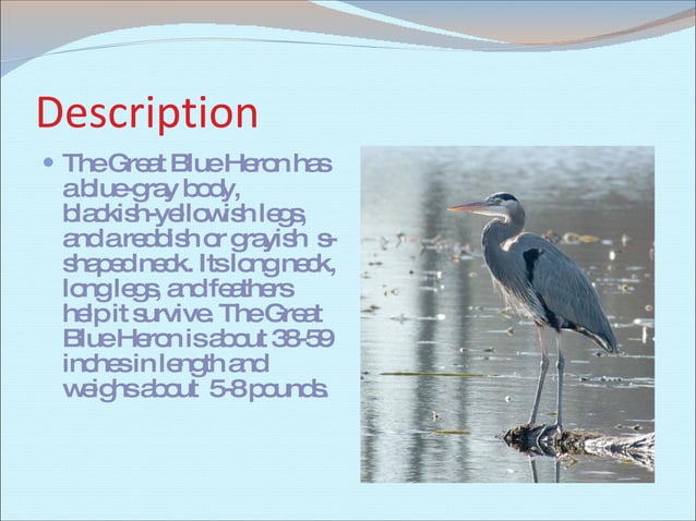 Great Blue Heron2 | PPT