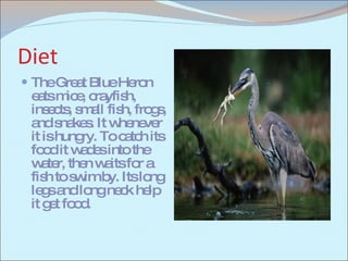Great Blue Heron2 | PPT