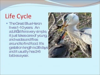 Great Blue Heron2 | PPT