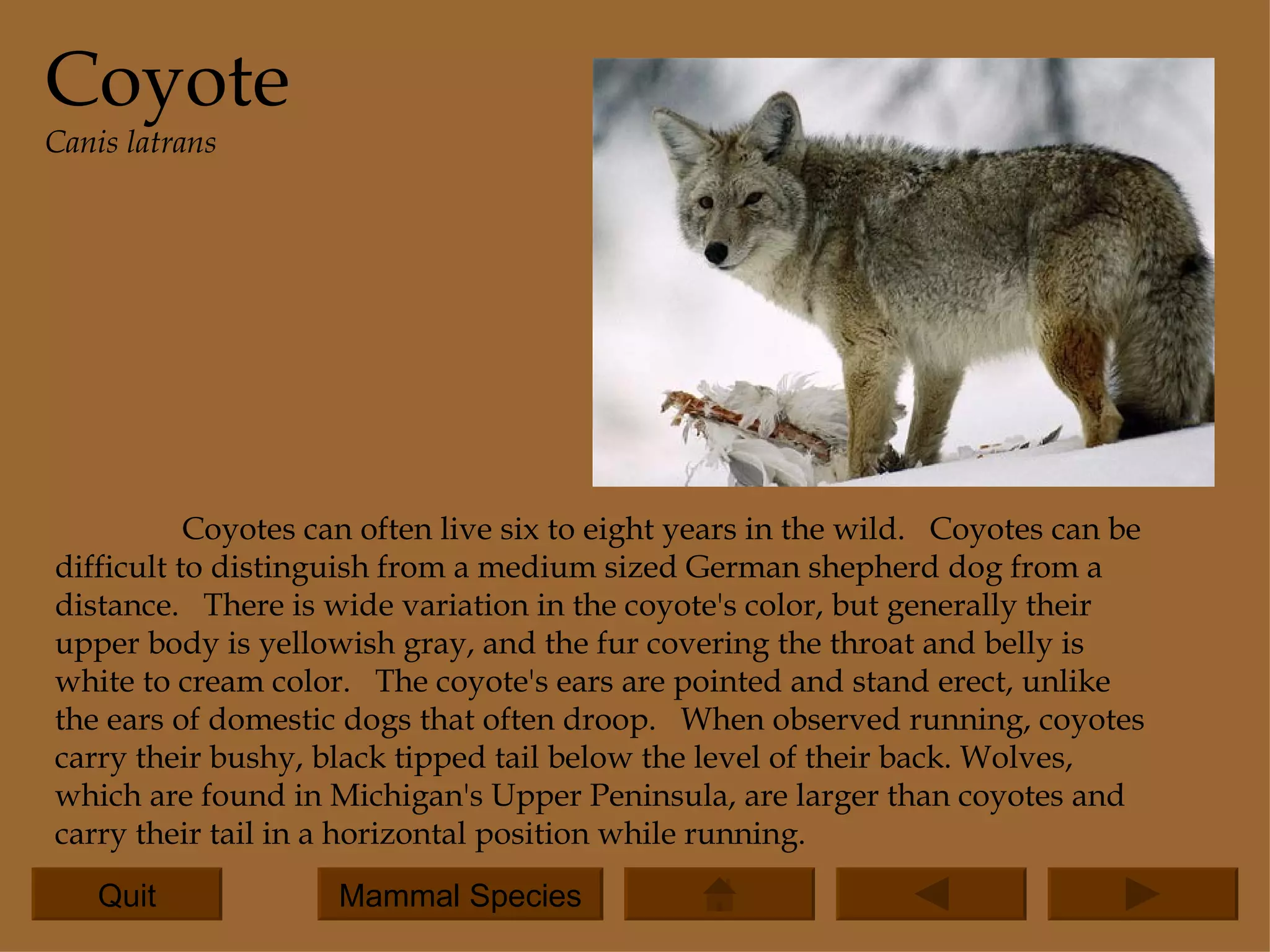 Great Lakes Basin Ecosystem | PPT