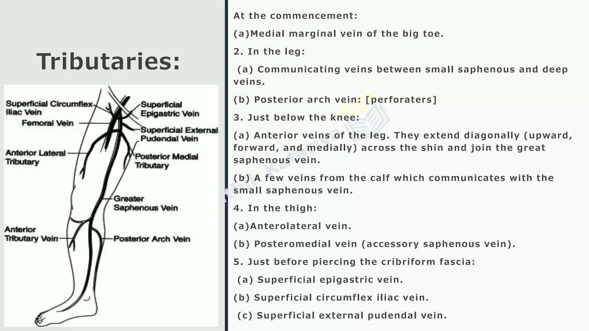 Great saphenous vein | PPTX