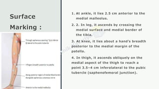 Great Saphenous Vein Tributaries
