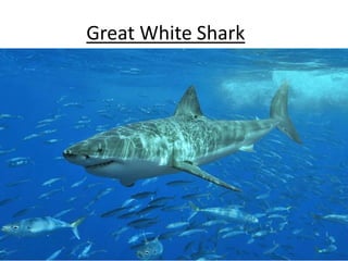 Great white shark 2 | PPTX