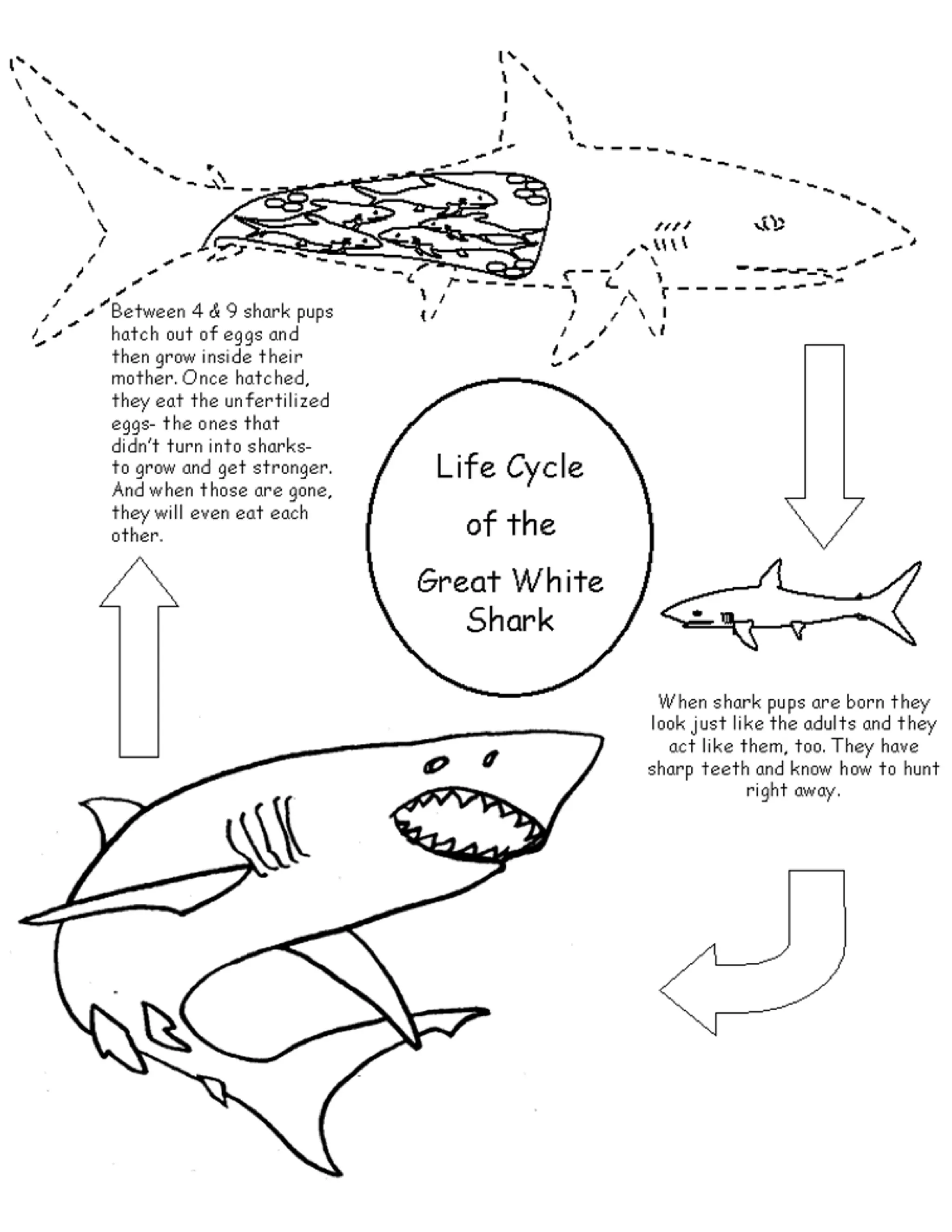 Great white shark life cycle handout | PDF