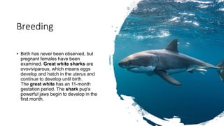 Great white sharks | PPT
