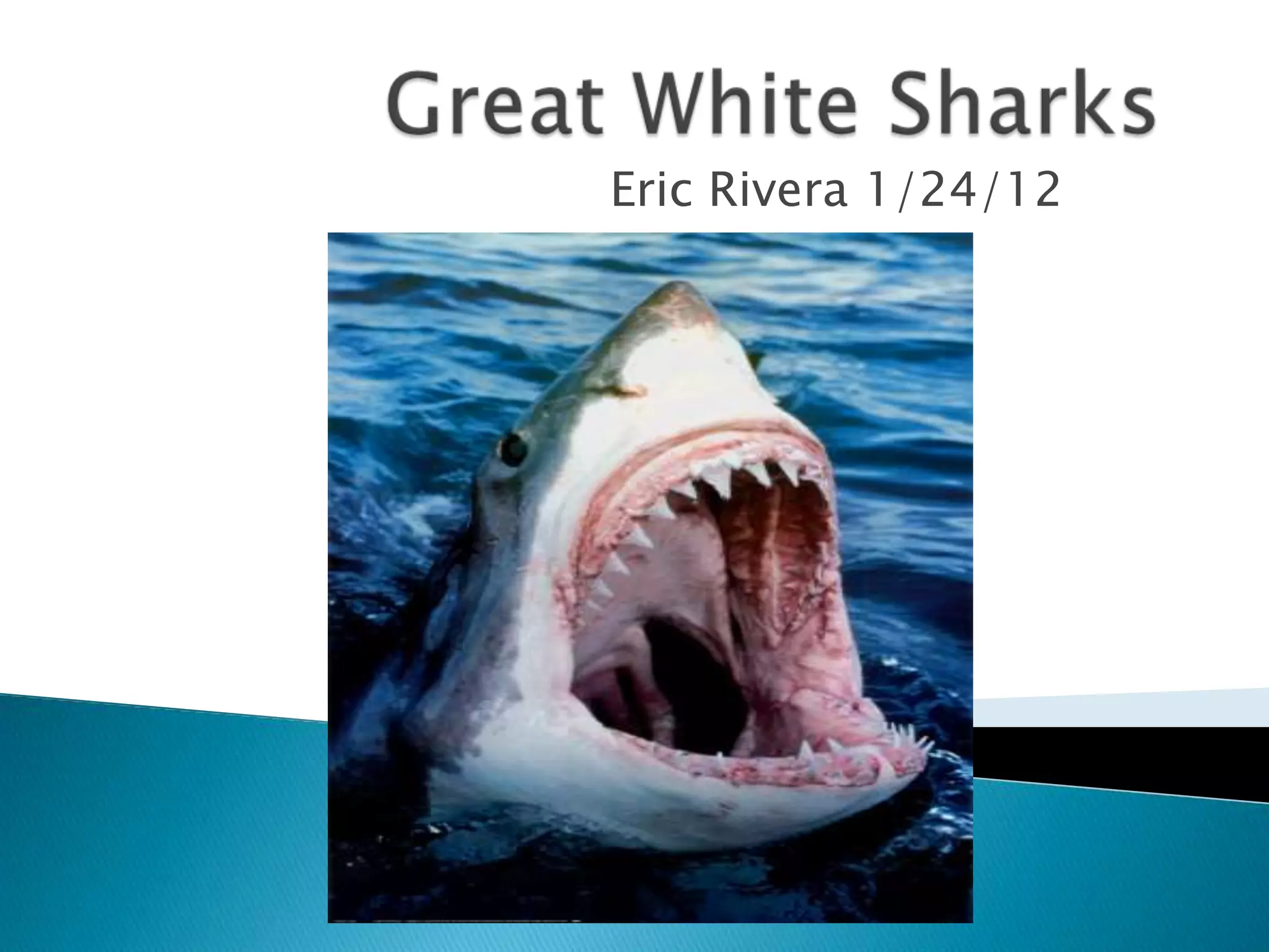 Great white sharks project | PPTX | Zoos & Aquariums | Attractions