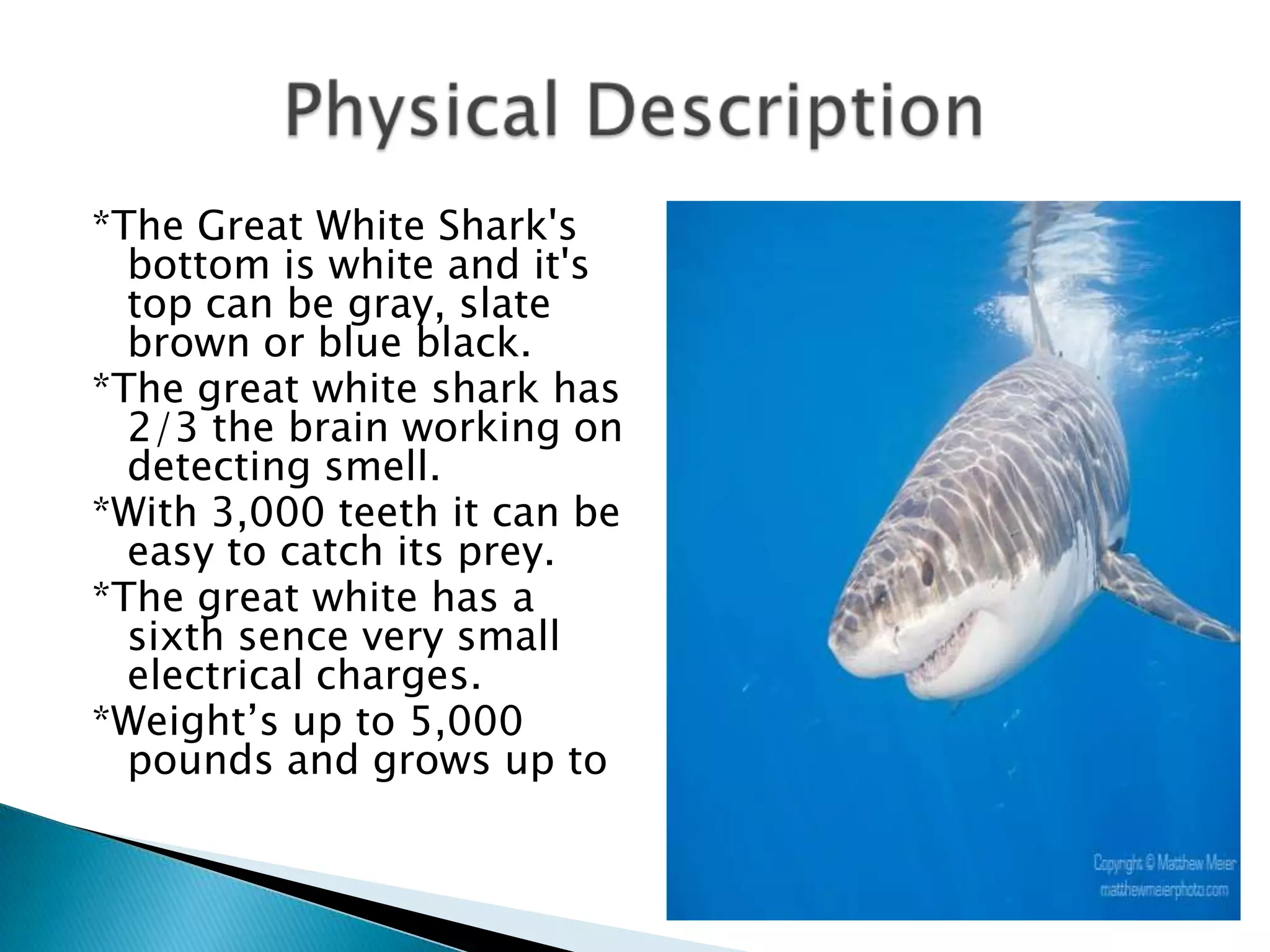 Great white sharks project | PPTX | Zoos & Aquariums | Attractions