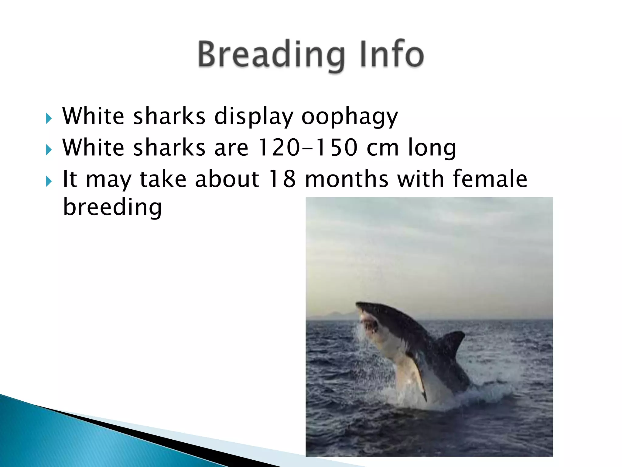 Great white sharks project | PPTX | Zoos & Aquariums | Attractions