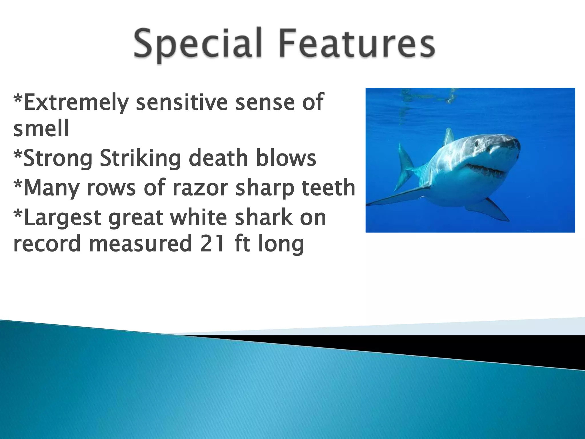 Great white sharks project | PPTX | Zoos & Aquariums | Attractions