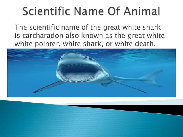 Great white sharks project | PPTX | Zoos & Aquariums | Attractions