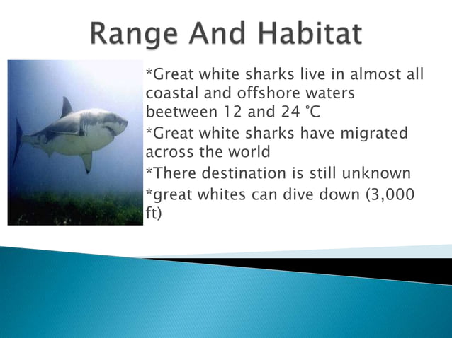 Great white sharks project | PPTX | Zoos & Aquariums | Attractions