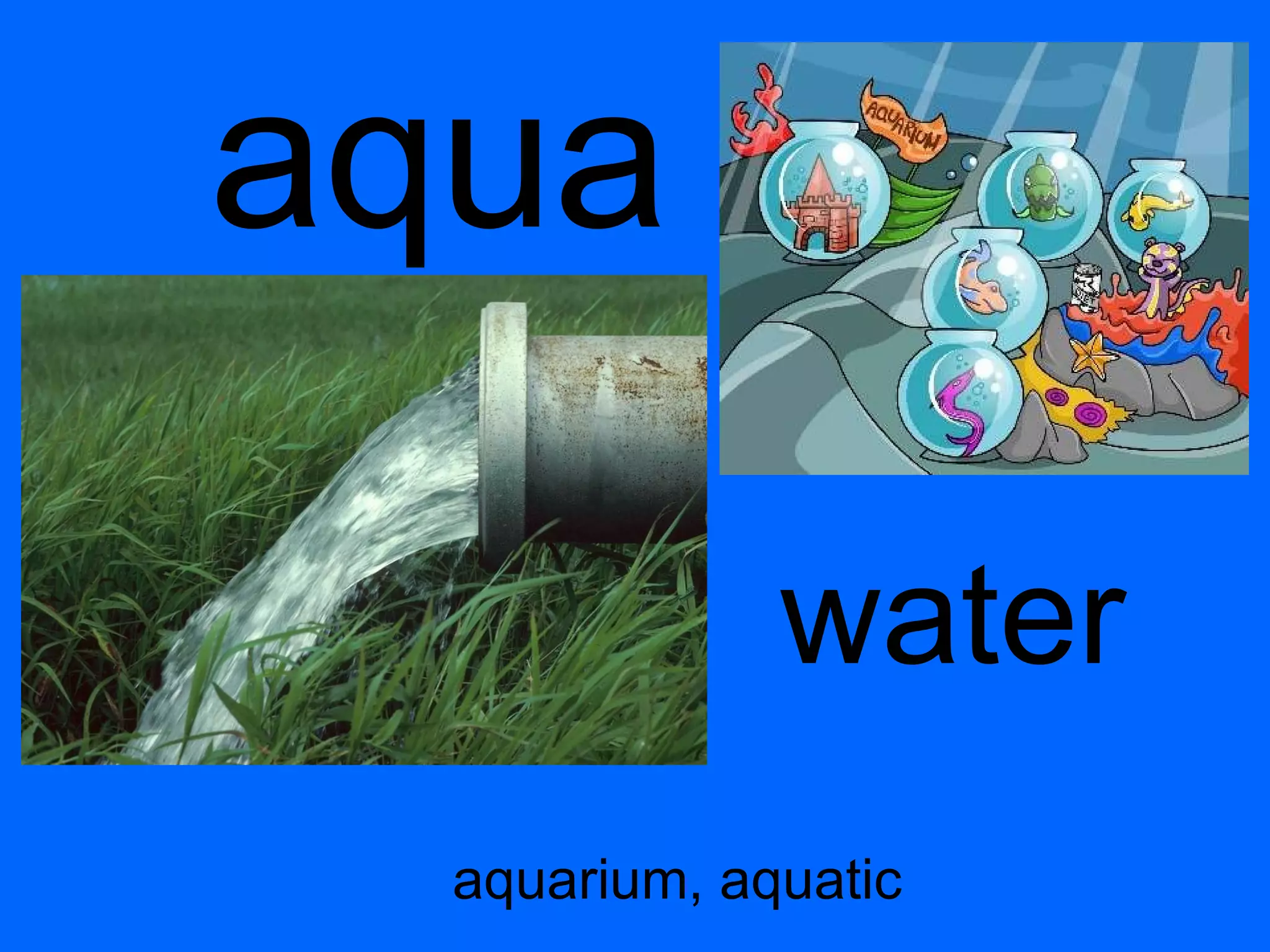 Greek And Latin root & affixes Ppt | PPT