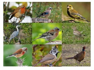 Greek fauna and flora | PPT