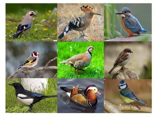 Greek fauna and flora | PPT