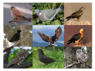 Greek fauna and flora | PPT