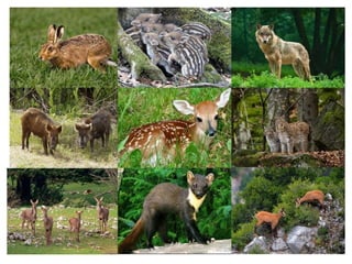 Greek fauna and flora | PPT