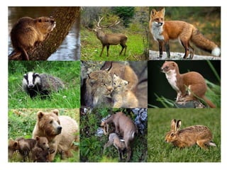 Greek fauna and flora | PPT