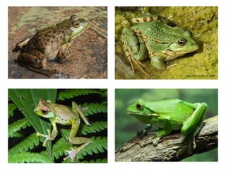 Greek fauna and flora | PPT