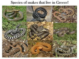 Greek fauna and flora | PPT