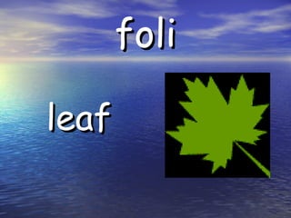 Greek Latin Roots | PPT