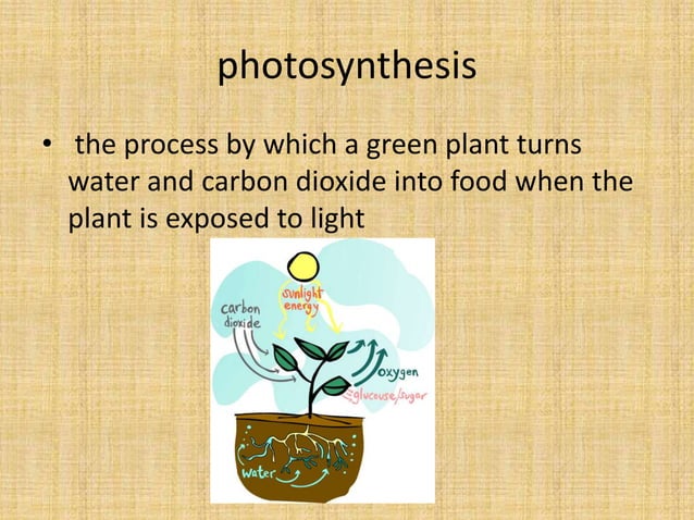 Greek word parts 2-25 | PPTX | Cameras and Camcorders | Consumer ...
