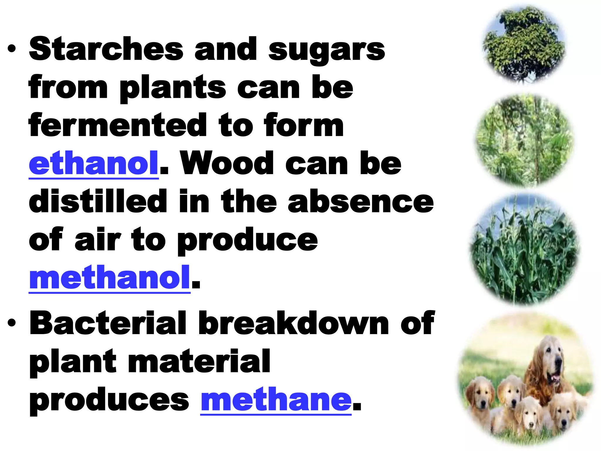 BIOMASS: Photosynthesis for Fuels | PPT