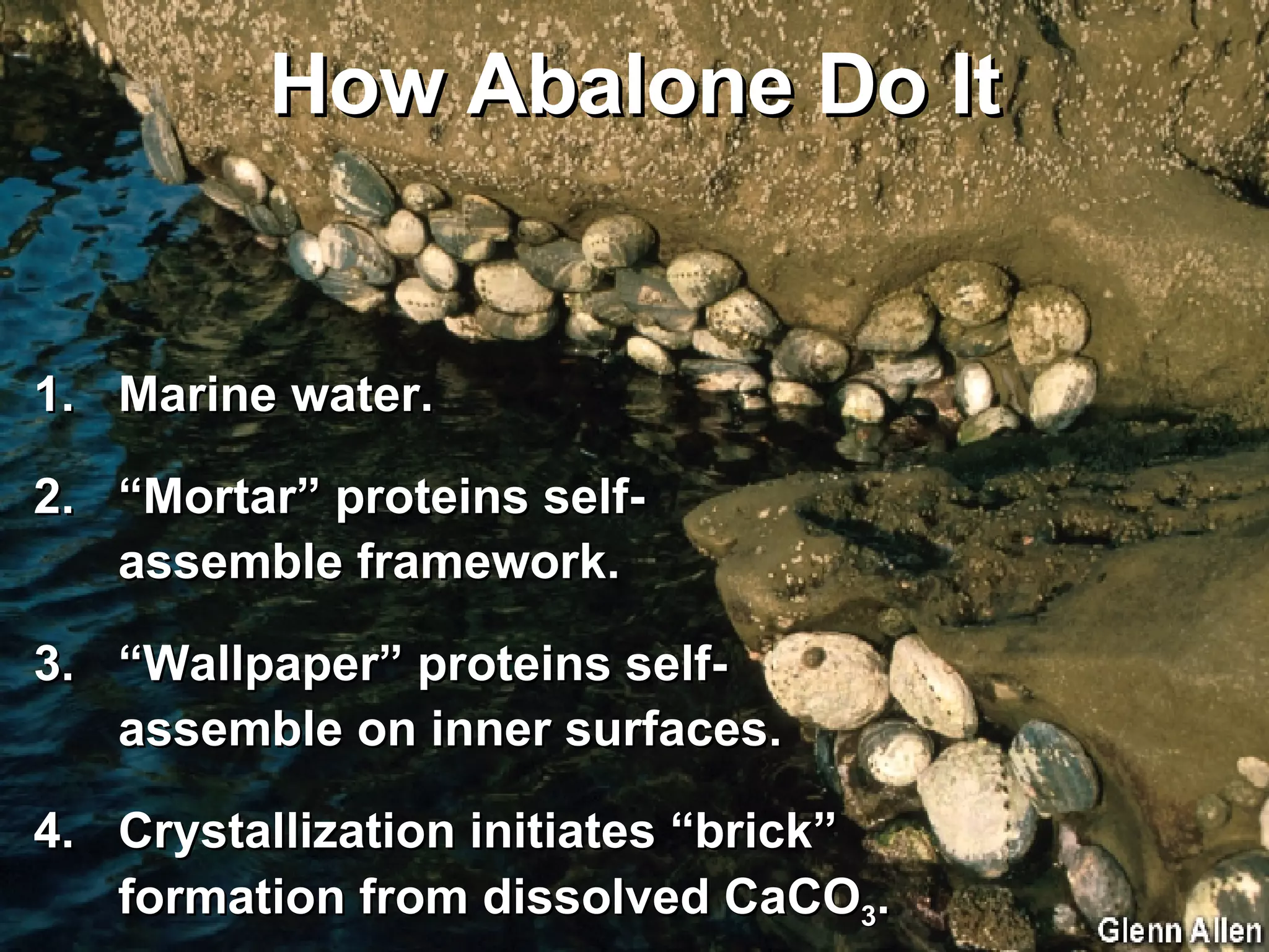 Green Chemistry Biomimicry Slideshow Oct 2006 | PPS