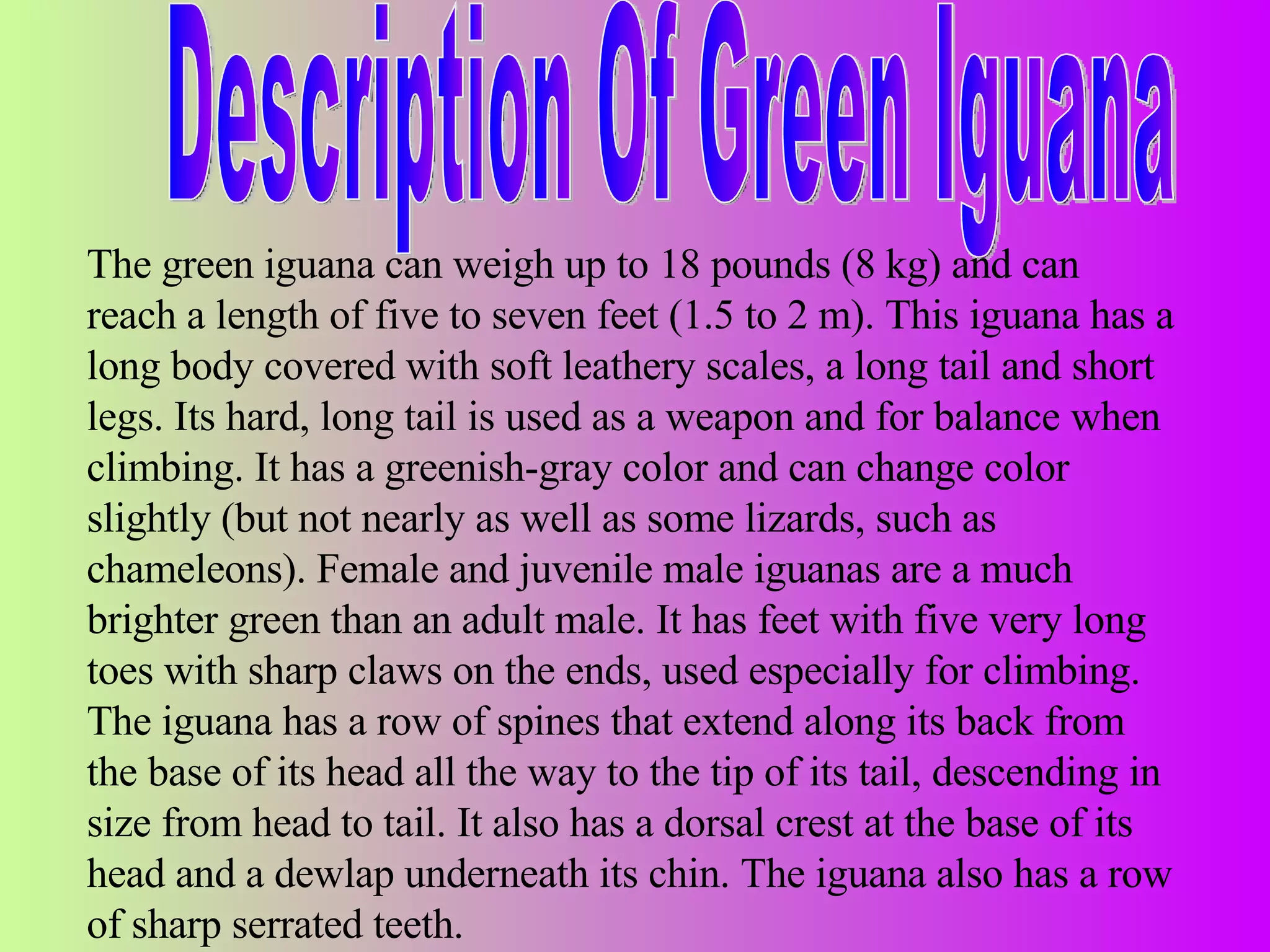 Green Iguanas | PPT