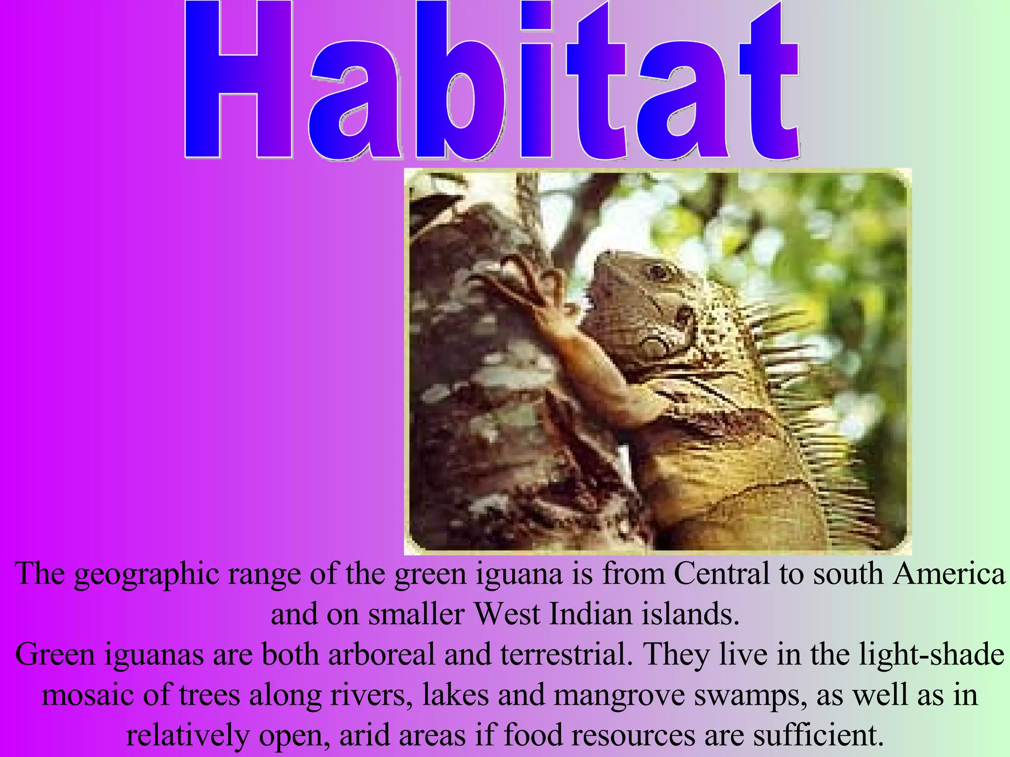 Green Iguanas | PPT