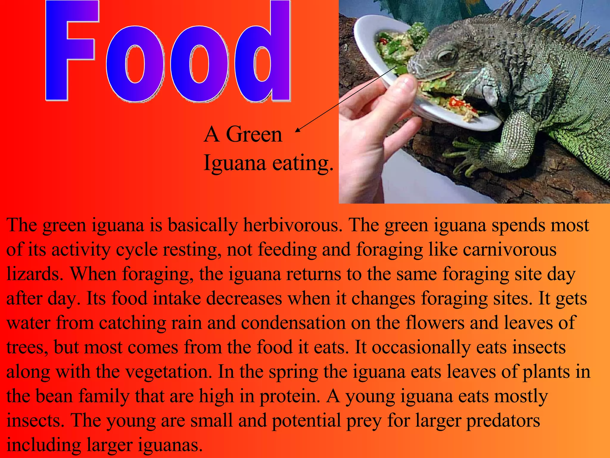 Green Iguanas | PPT