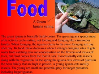 Green Iguanas | PPT