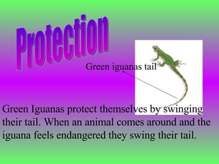 Green Iguanas | PPT