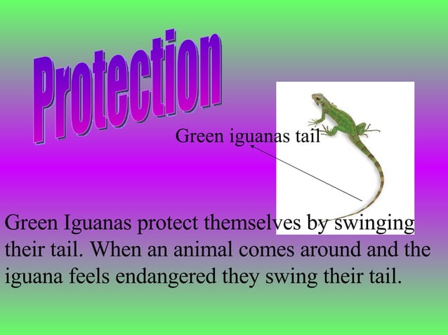 Green Iguanas | PPT